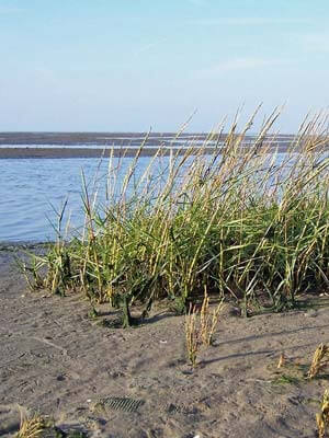 Marschland und Salzwiesen | Die Strandwiesen im Wattenmeer