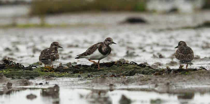 UNESCO Weltnaturerbe Wattenmeer | Insel Römö Dänemark