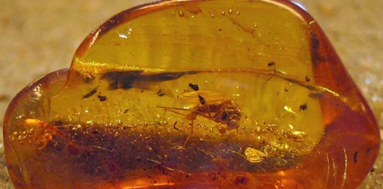 Bernstein erkennen | Infos, Tipps & Tricks | Was ist Bernstein?